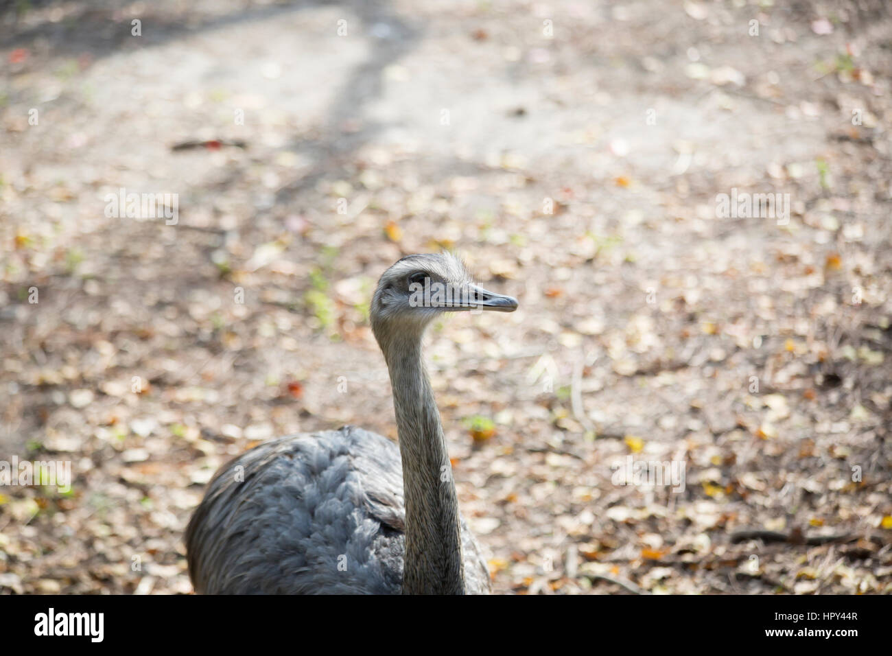 A single rhea bird in a natural habitat Stock Photo - Alamy