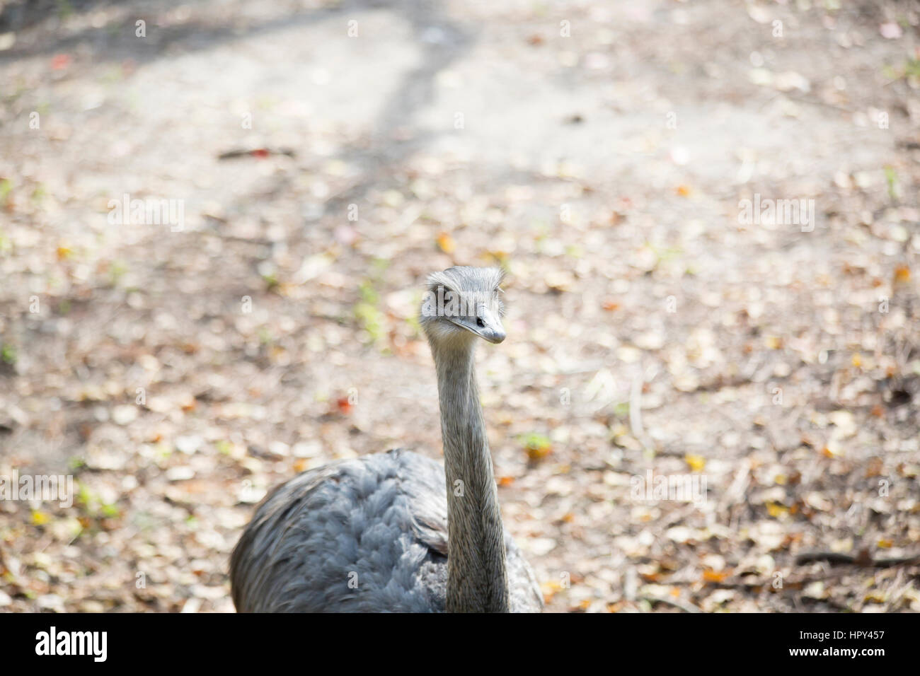 A single rhea bird in a natural habitat Stock Photo - Alamy