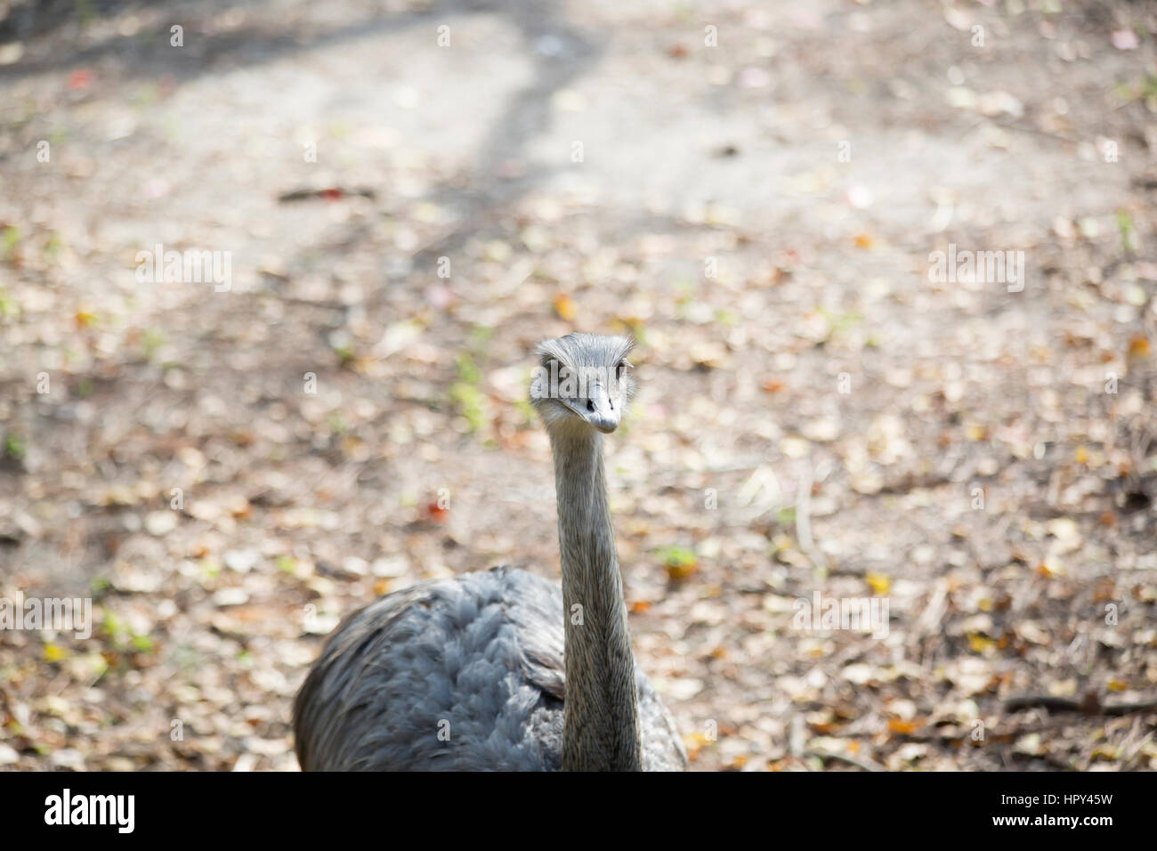 A single rhea bird in a natural habitat Stock Photo - Alamy