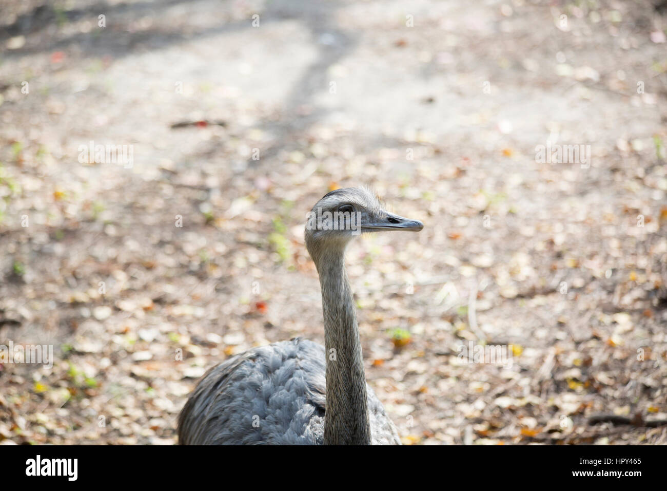 A single rhea bird in a natural habitat Stock Photo - Alamy