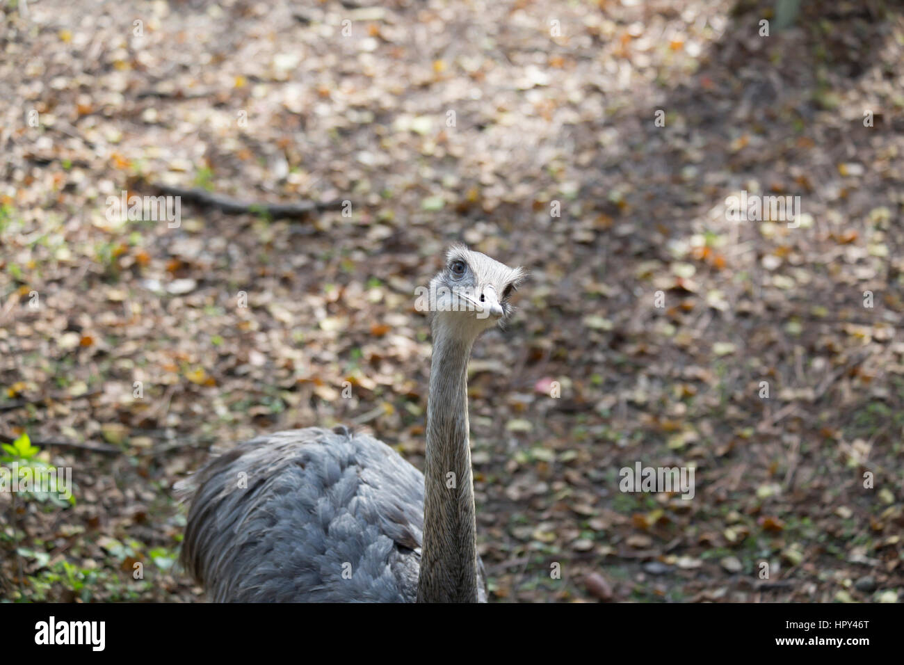 A single rhea bird in a natural habitat Stock Photo - Alamy