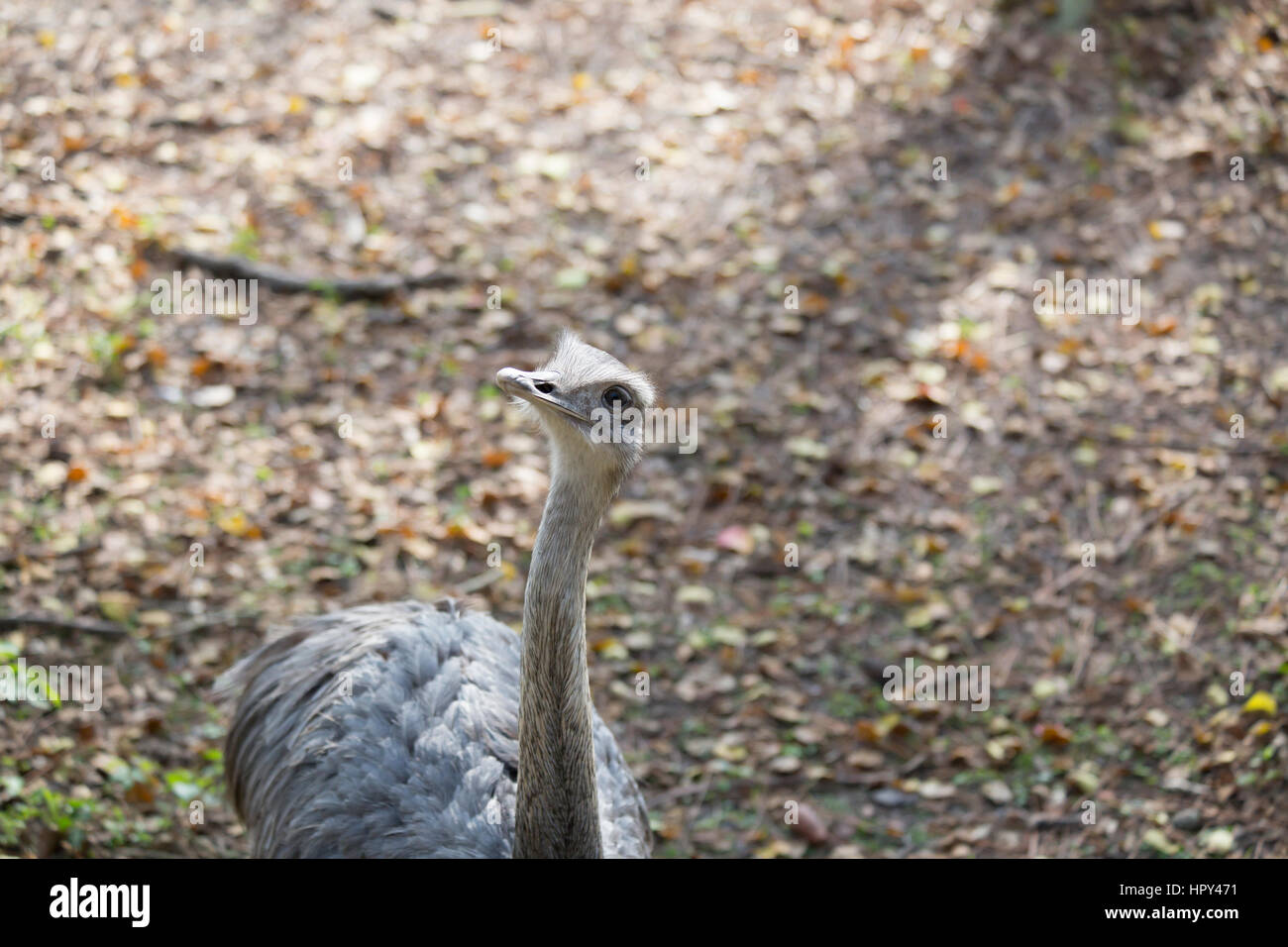 A single rhea bird in a natural habitat Stock Photo - Alamy