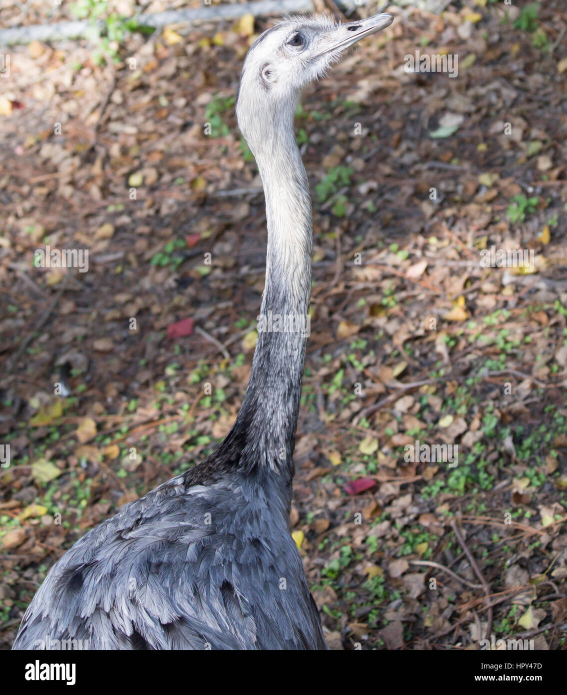 A single rhea bird in a natural habitat Stock Photo - Alamy