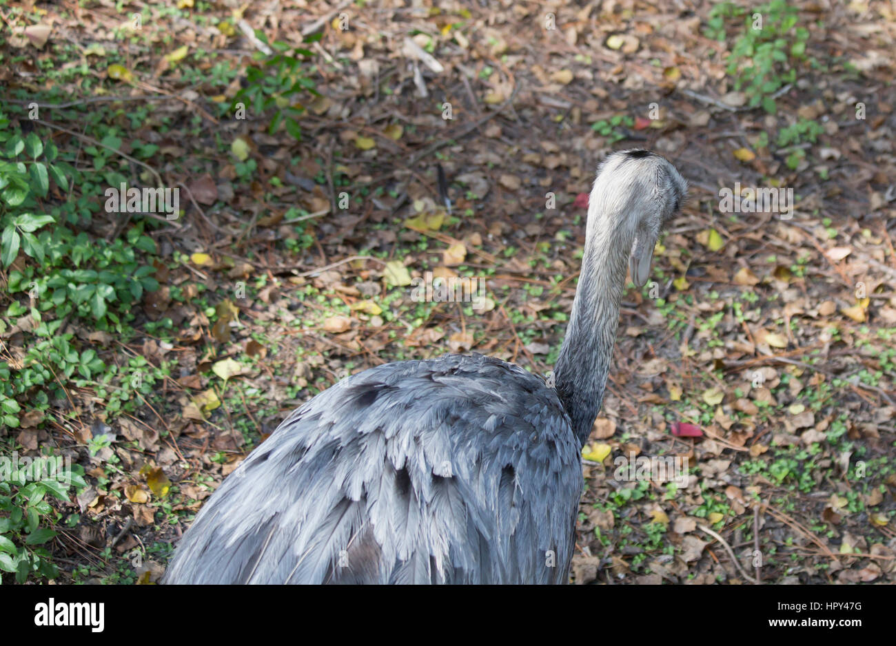 A single rhea bird in a natural habitat Stock Photo - Alamy