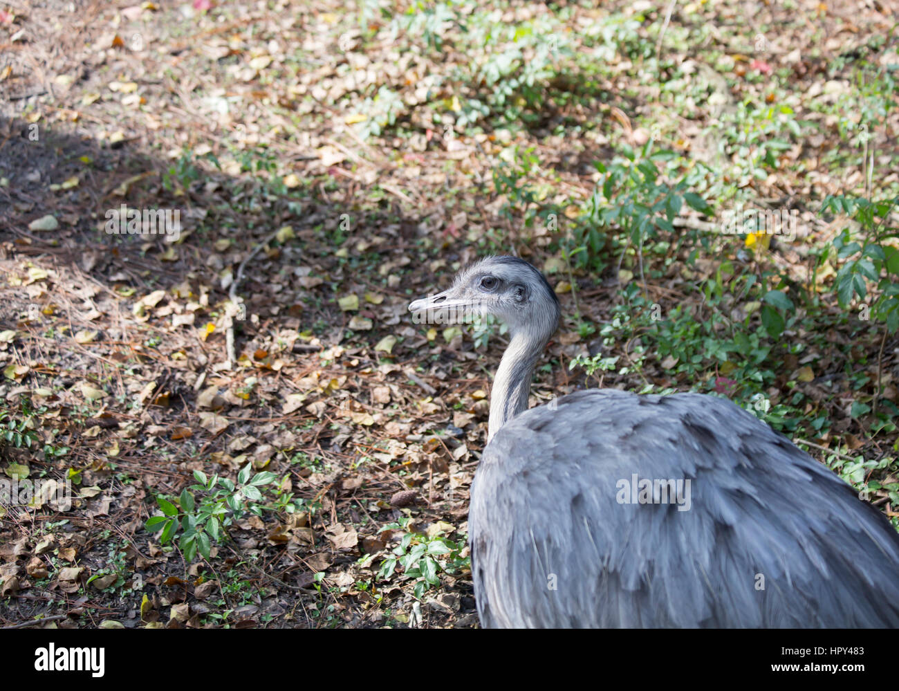 A single rhea bird in a natural habitat Stock Photo - Alamy