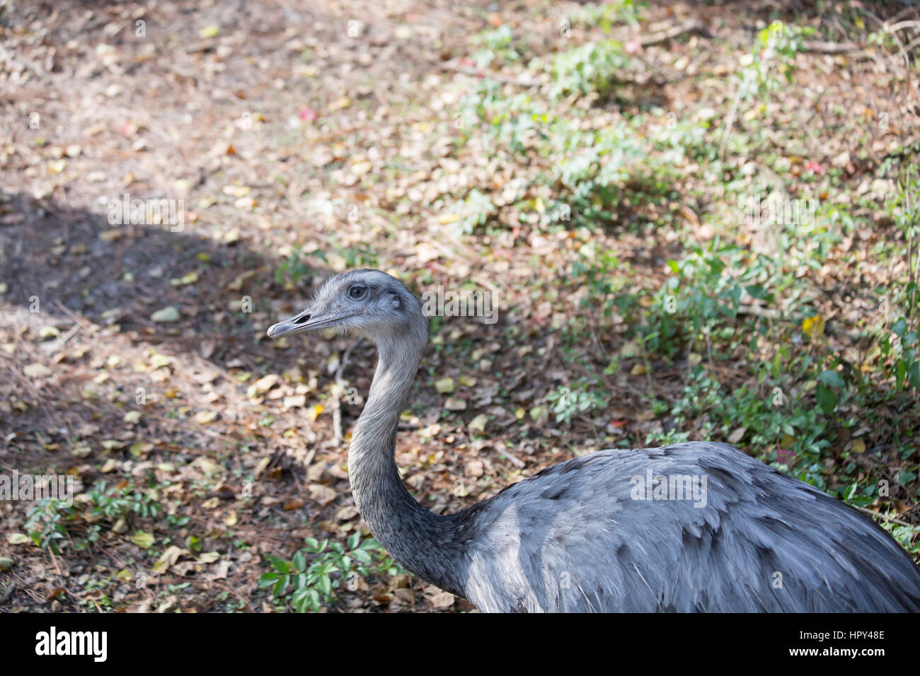 A single rhea bird in a natural habitat Stock Photo - Alamy