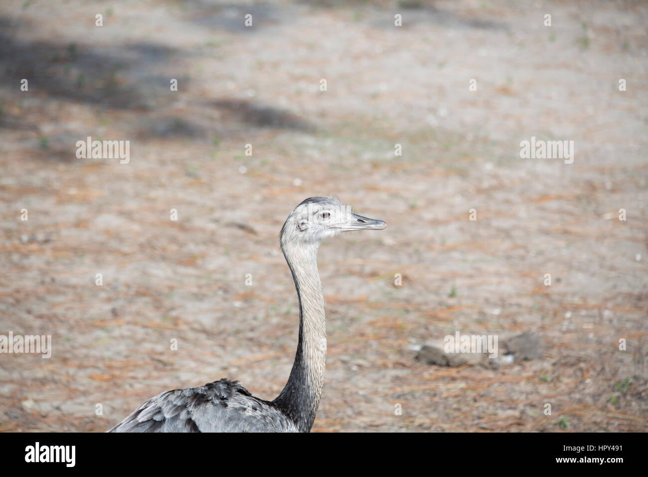 A single rhea bird in a natural habitat Stock Photo - Alamy