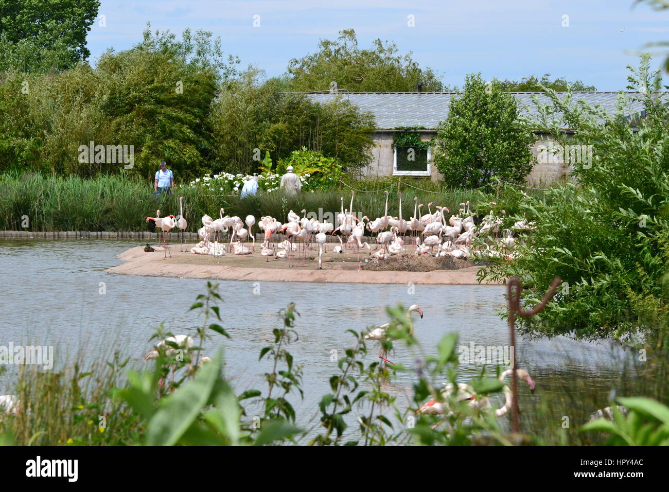 Flamingo Nesting High Resolution Stock Photography and Images - Alamy