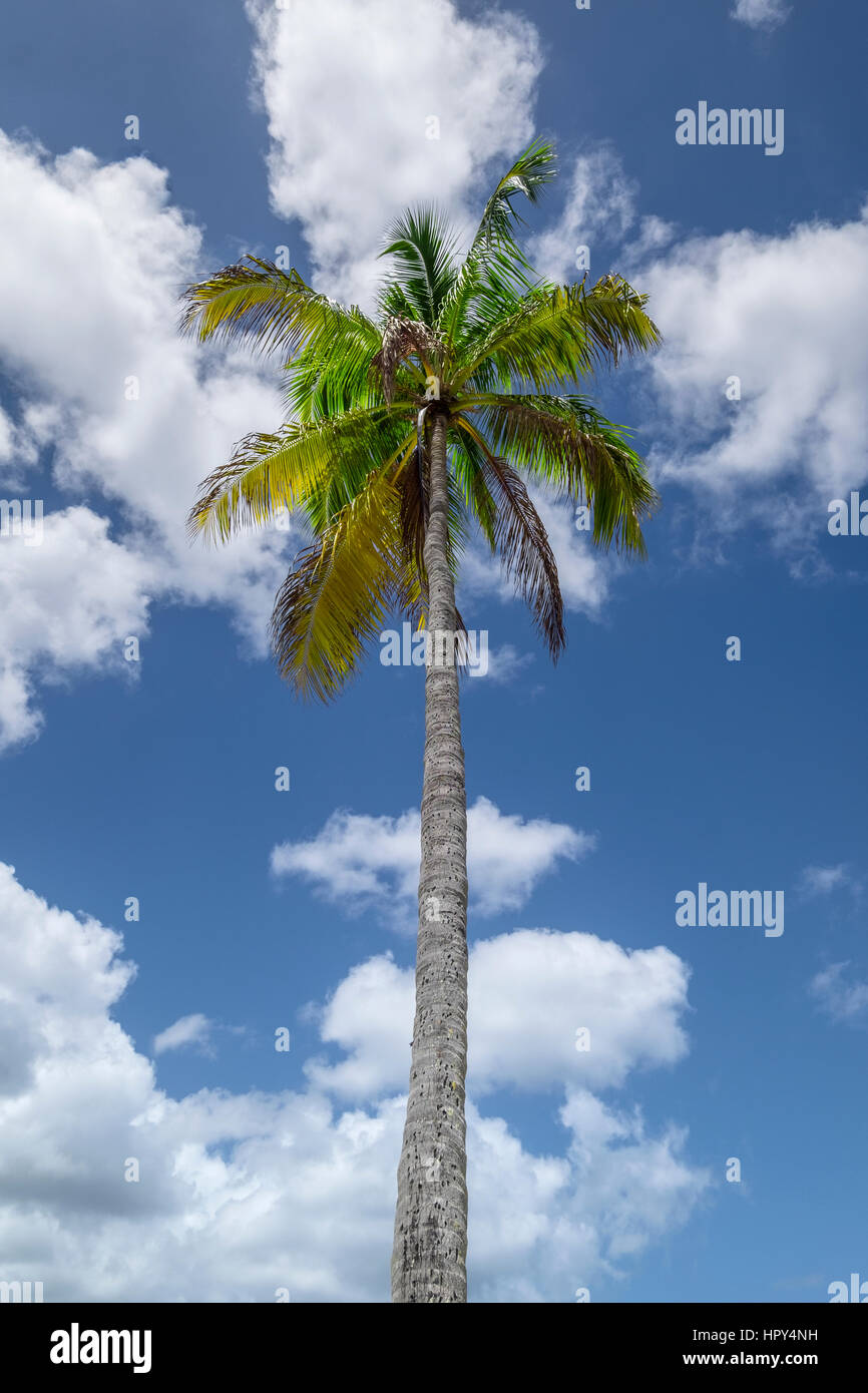 Palm tree on a sunny day Stock Photo - Alamy