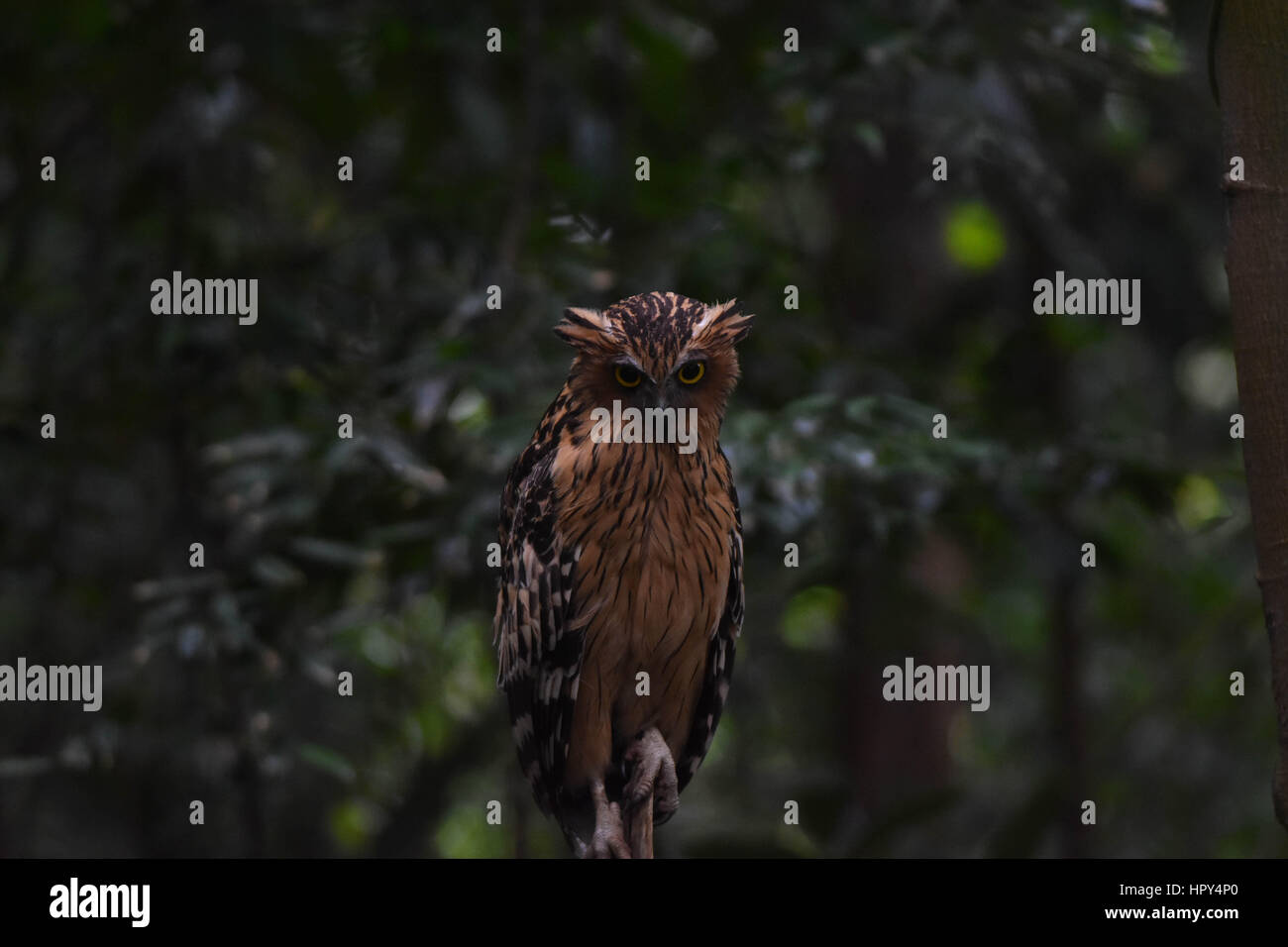 Plotting wildlife hi-res stock photography and images - Alamy