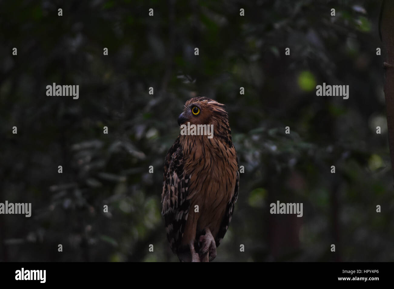 Buffy Fish Owl on the lookout for its baby Stock Photo - Alamy