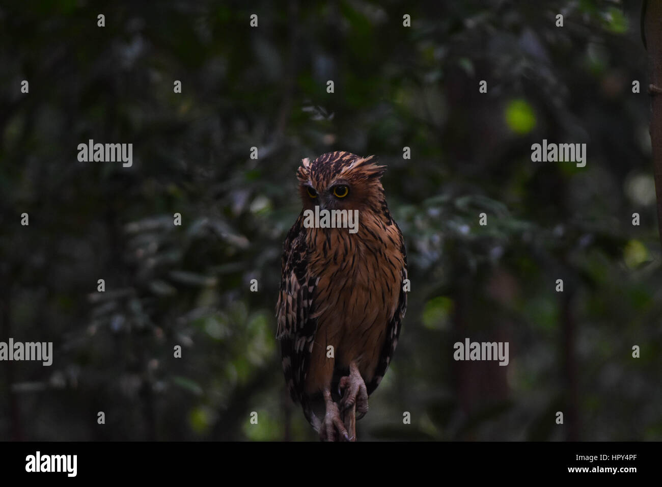Buffy Fish Owl on the lookout for its baby Stock Photo - Alamy