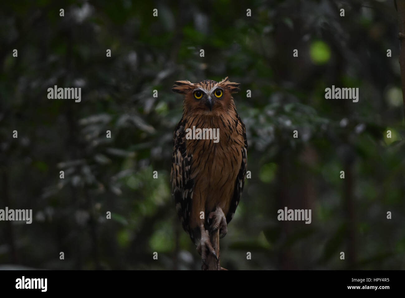 Plotting wildlife hi-res stock photography and images - Alamy