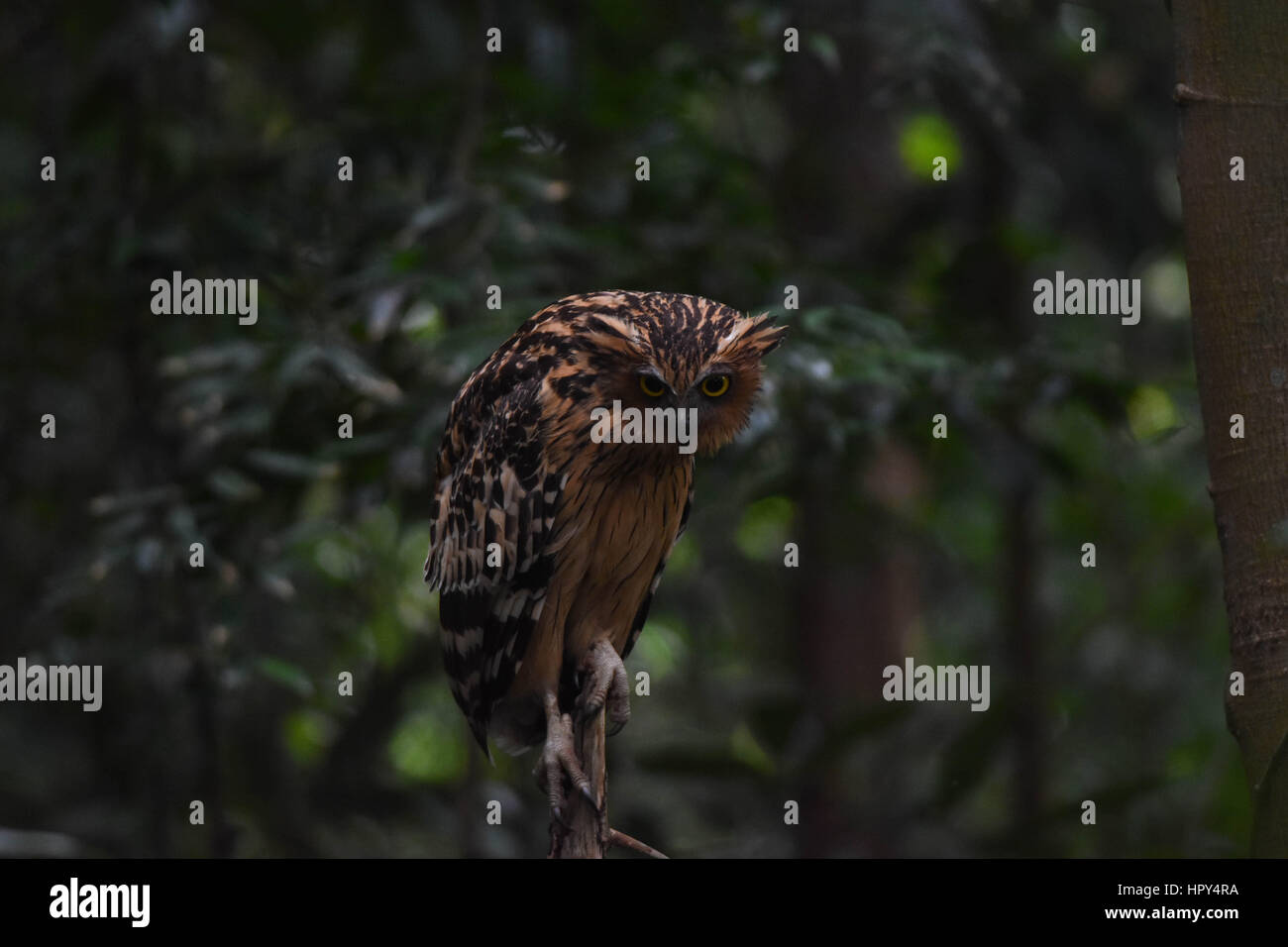 Buffy Fish Owl on the lookout for its baby Stock Photo - Alamy