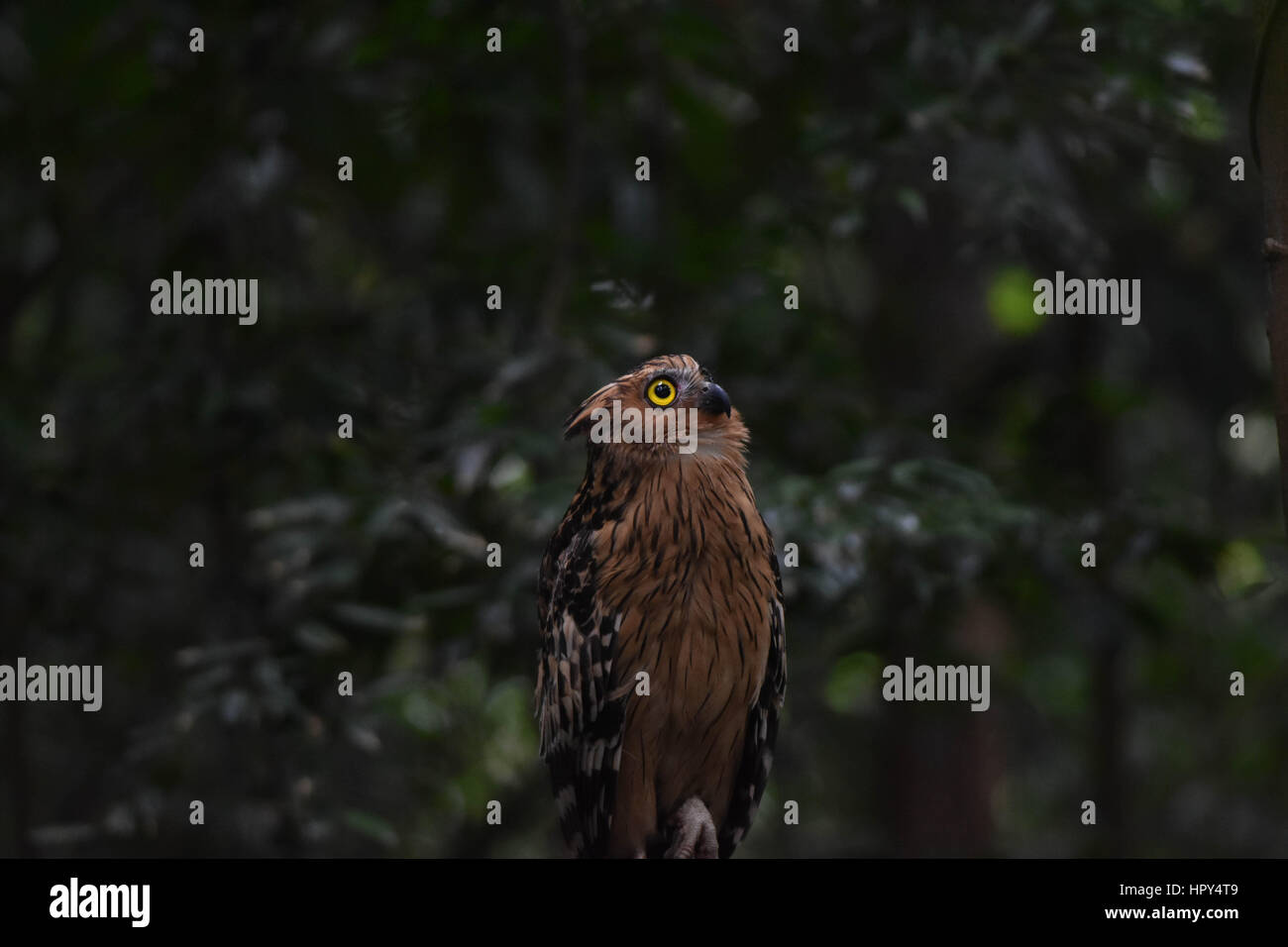Plotting wildlife hi-res stock photography and images - Alamy