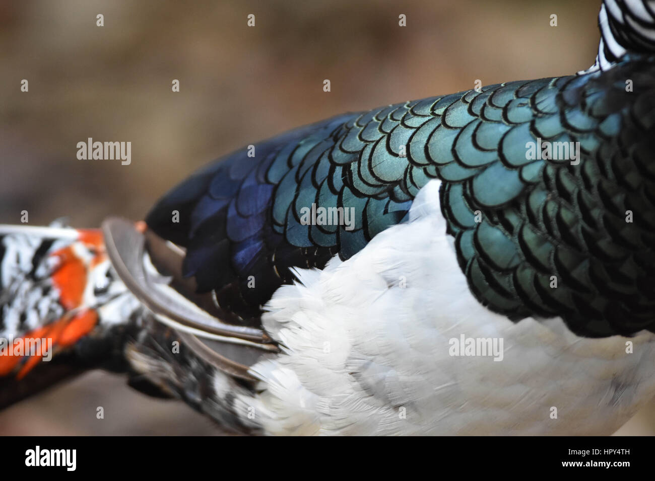Pheasant claws hi-res stock photography and images - Alamy