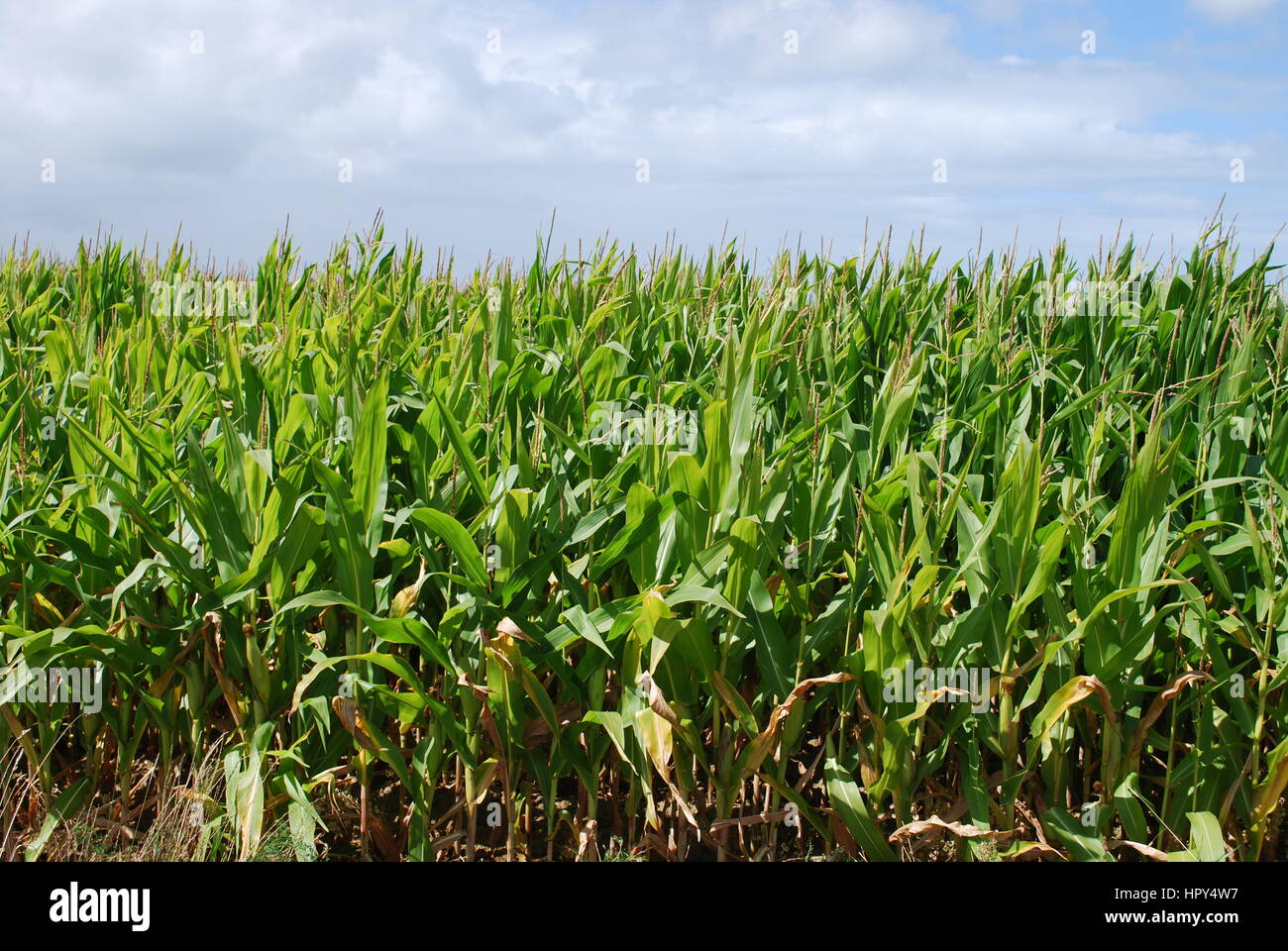 Young corn crop growing in green farm hi-res stock photography and ...