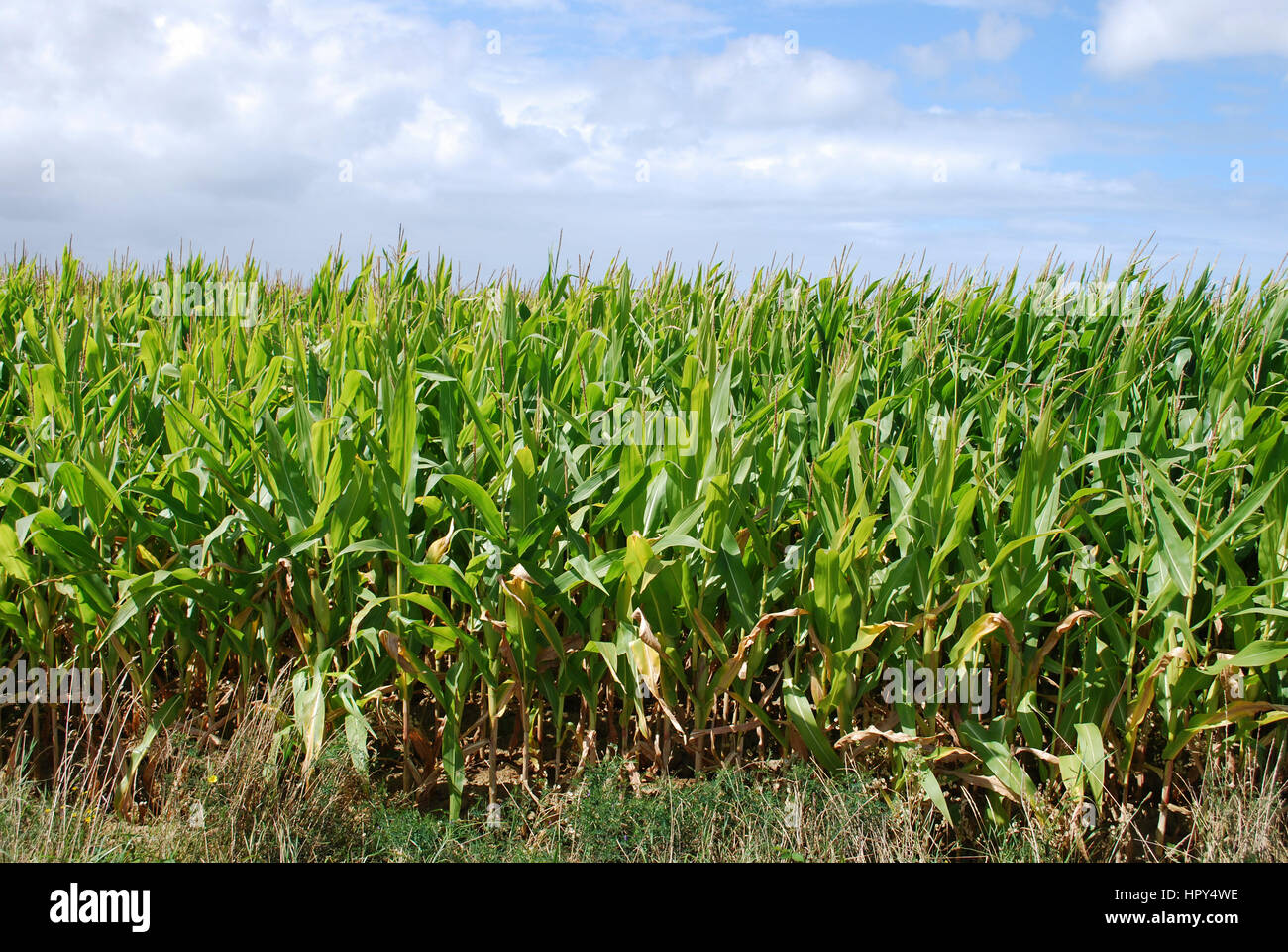 Corn growing in the field. Agriculture Stock Photo - Alamy