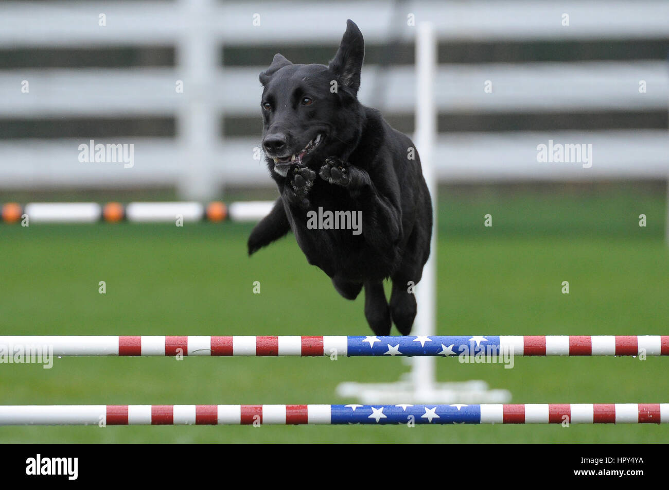 A Black Labrador Retriever jumping over stars and stripes bars in an ...