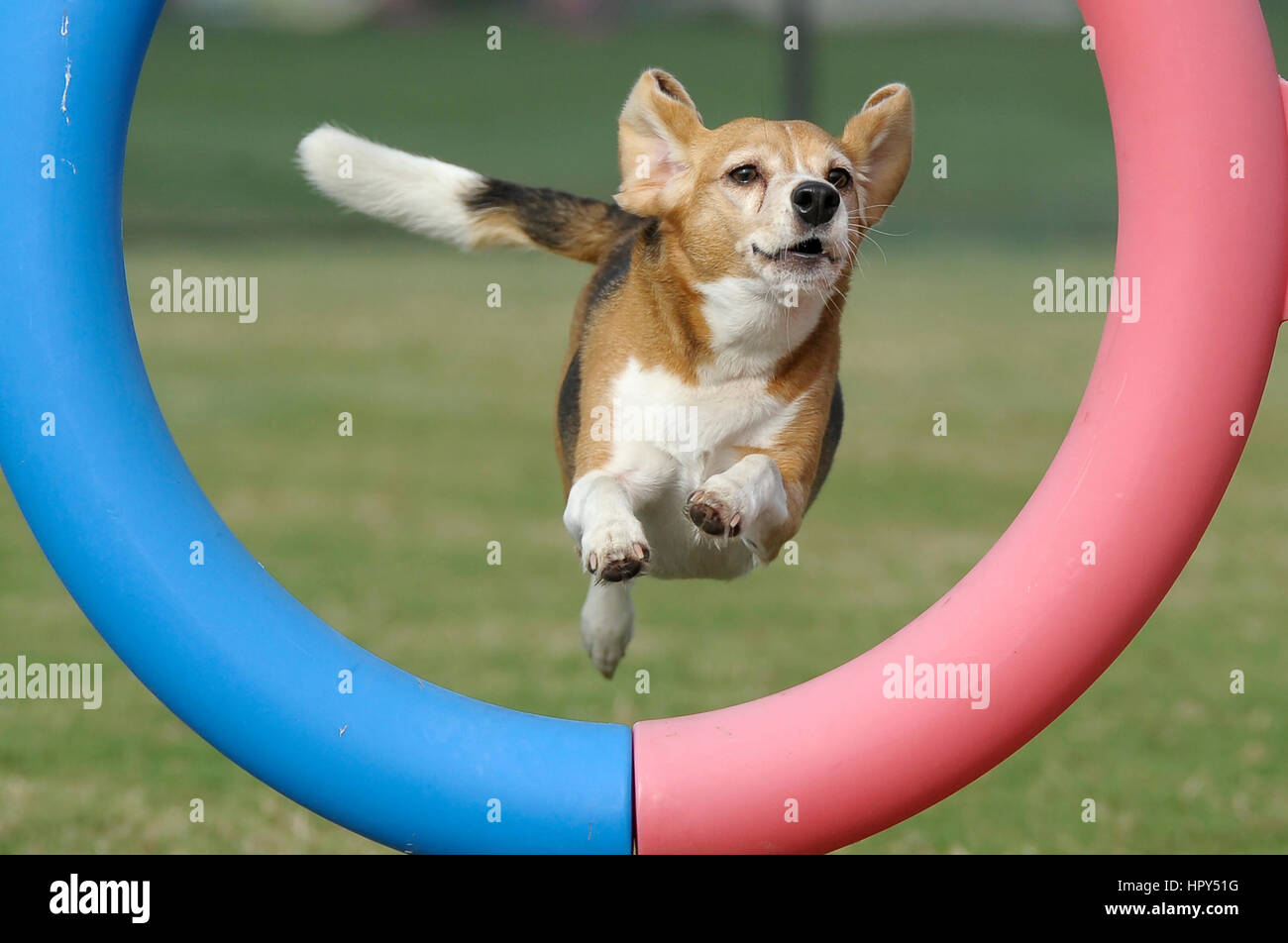 Jumping test hi-res stock photography and images - Alamy