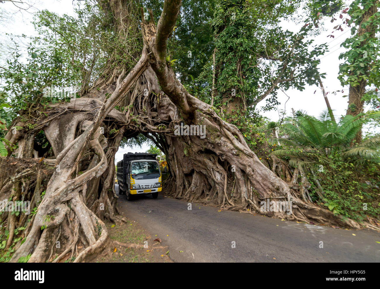 Truck driving through trunk of a large tree Stock Photo - Alamy