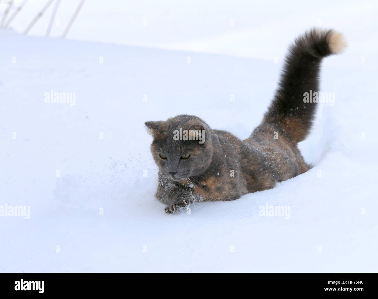Cat pouncing hi-res stock photography and images - Alamy