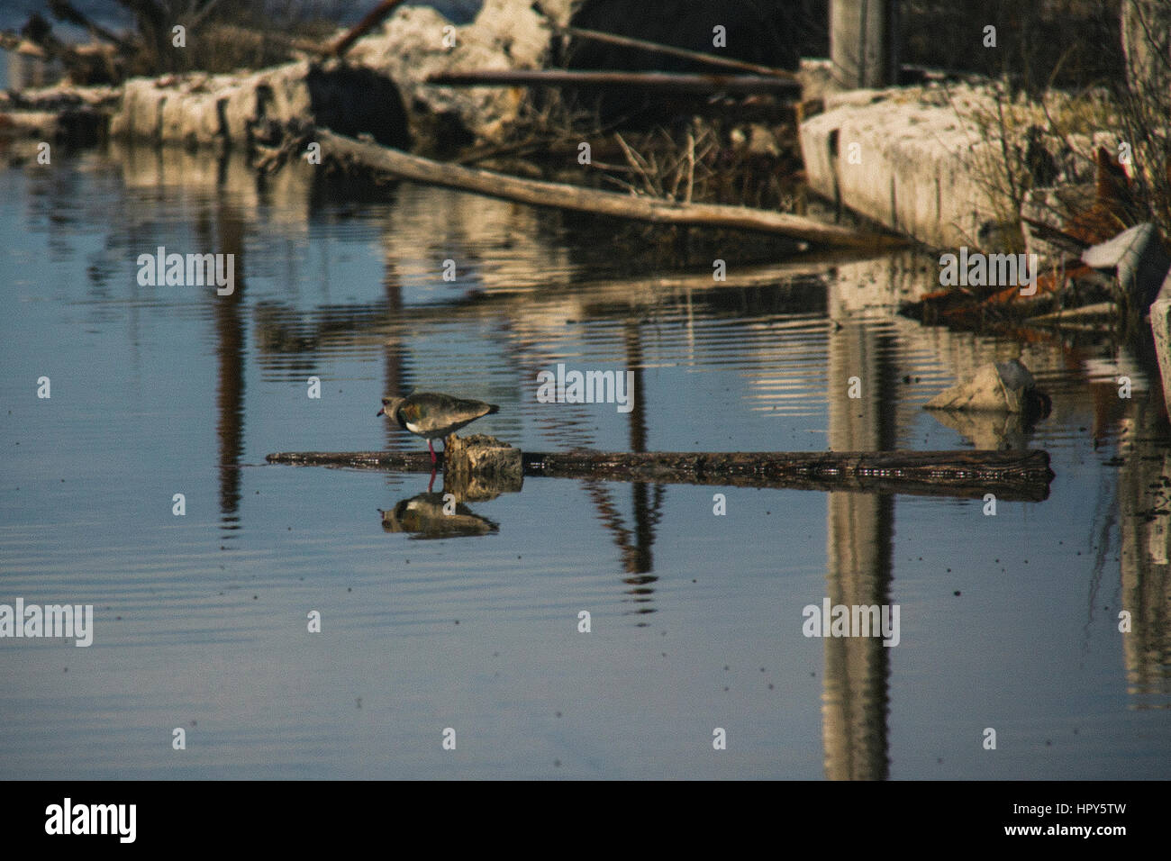 Submerged City of Epecuen Stock Photo - Alamy