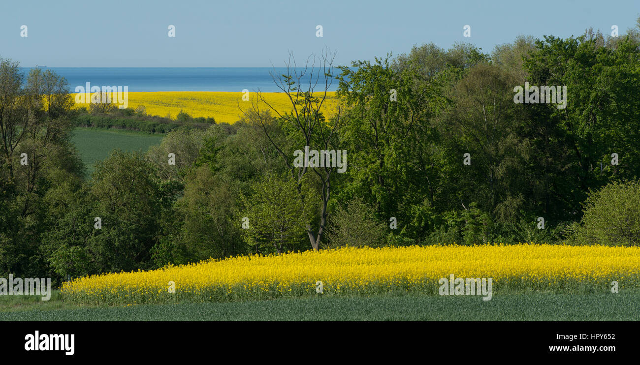 Hilly, farming landscape by the baltic sea coast Stock Photo - Alamy