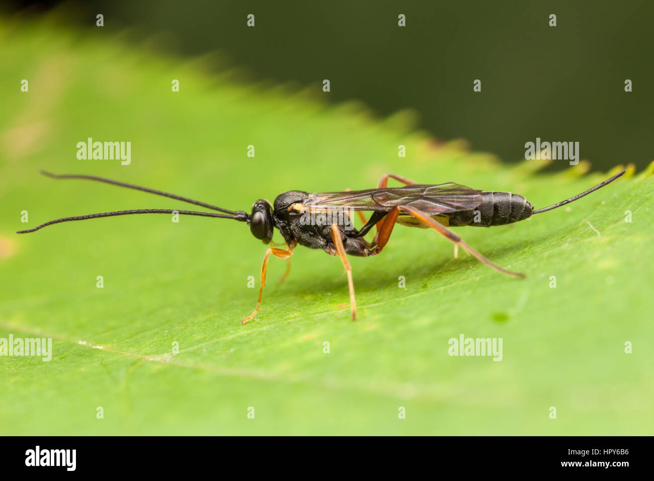 A female Ichneumon Wasp (Ichneumonidae) perches on a leaf Stock Photo ...