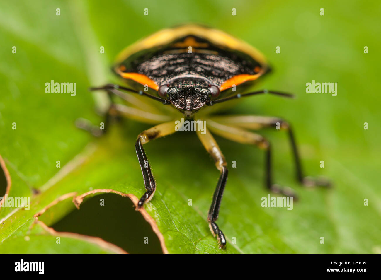 A frontal view of a Green Stink Bug (Chinavia hilaris) nymph Stock ...
