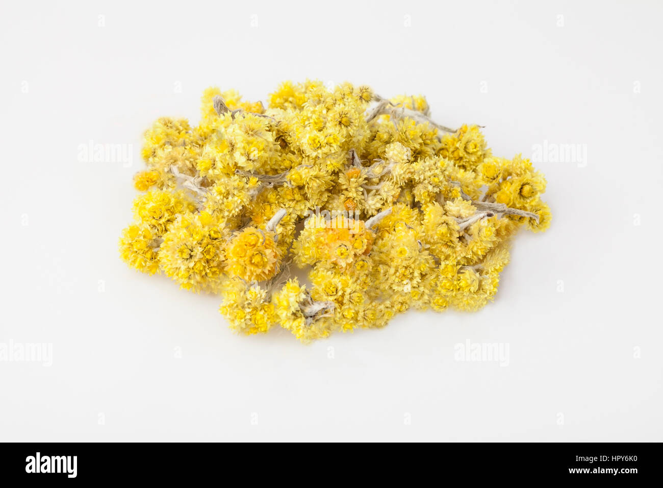 Dwarf everlast flowers isolated on the white Stock Photo - Alamy