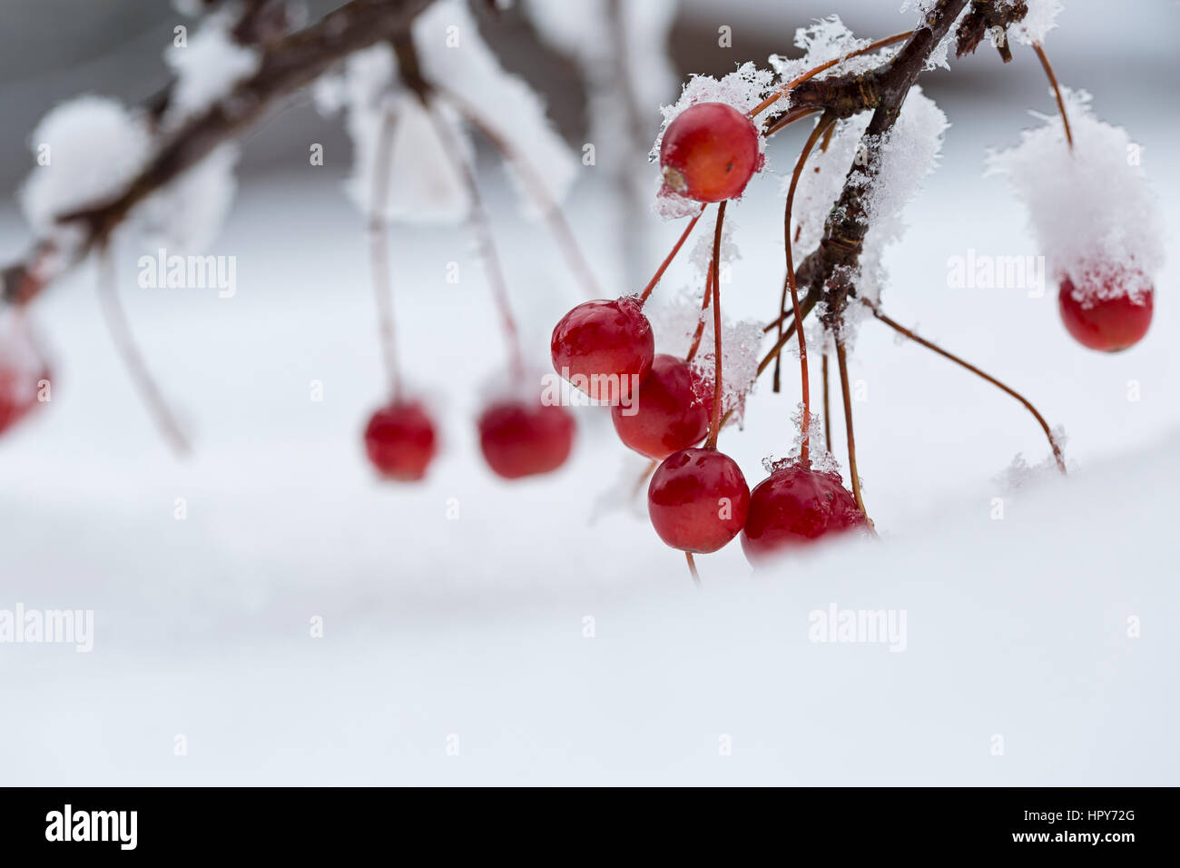 red berries on branch in snow Stock Photo - Alamy