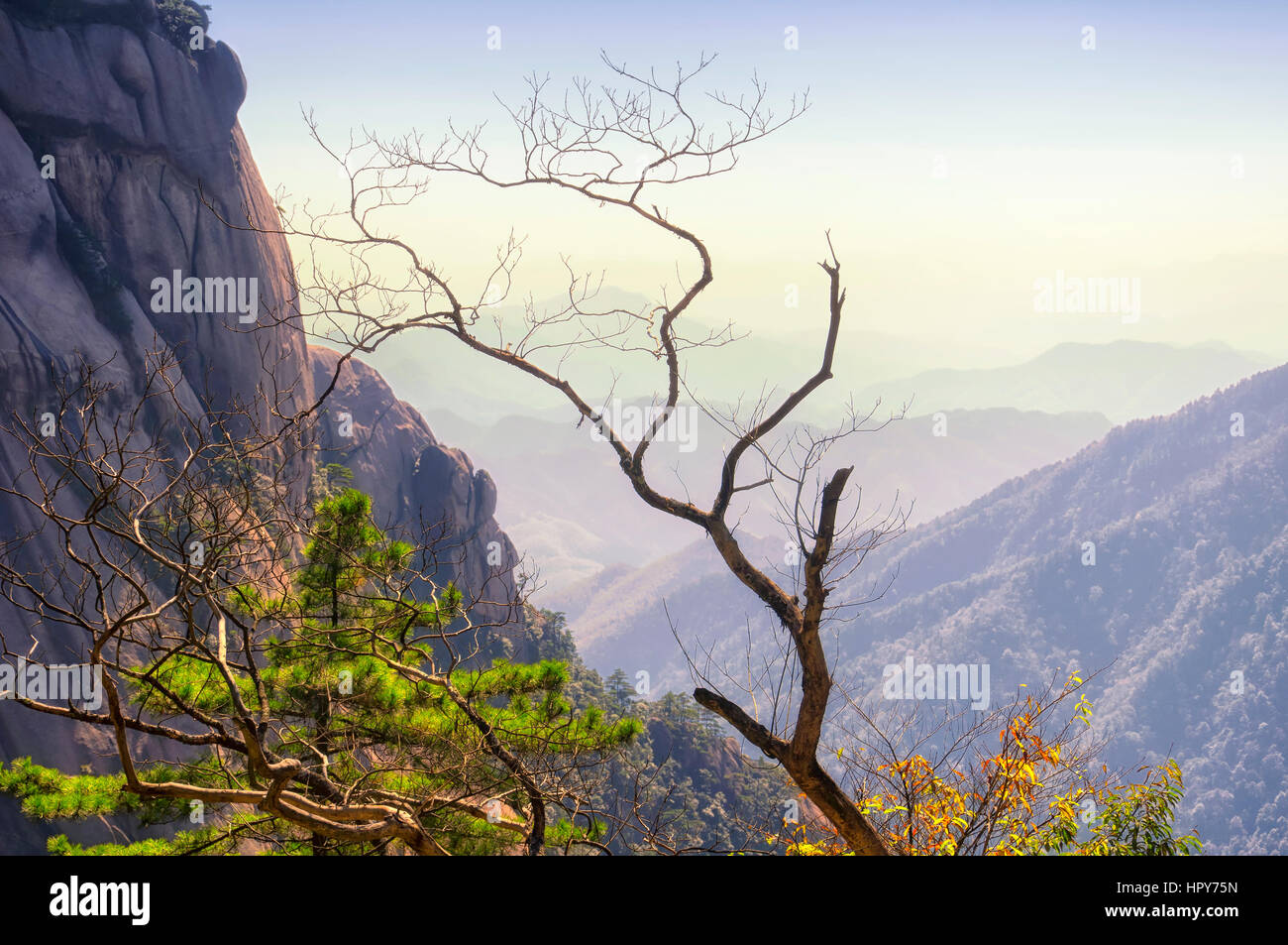 Leave Less Tree High Resolution Stock Photography and Images - Alamy