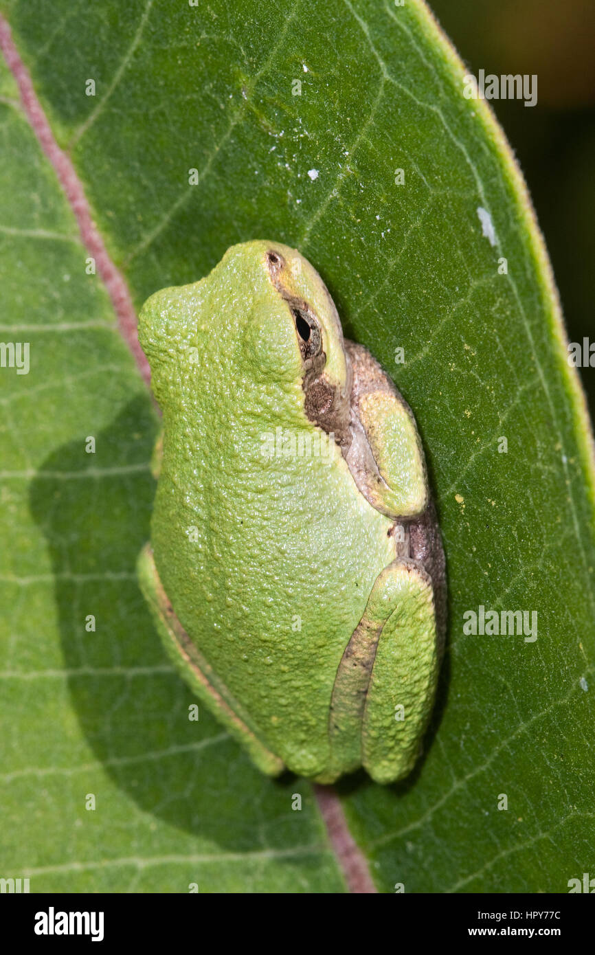 Eastern gray tree frog (Hyla versicolor) on a milkweed leaf near a ...
