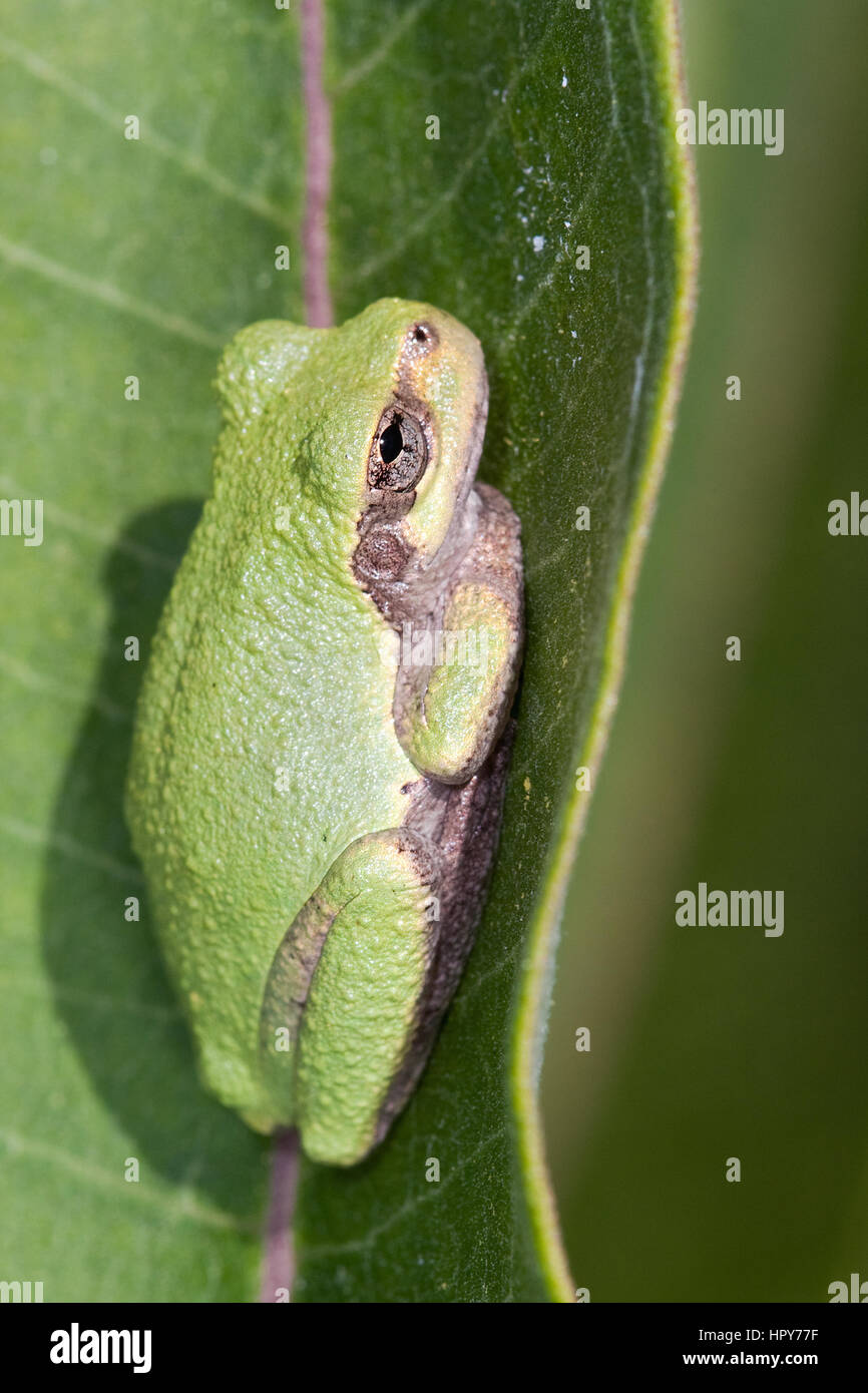 Eastern gray tree frog (Hyla versicolor) on a milkweed leaf near a ...