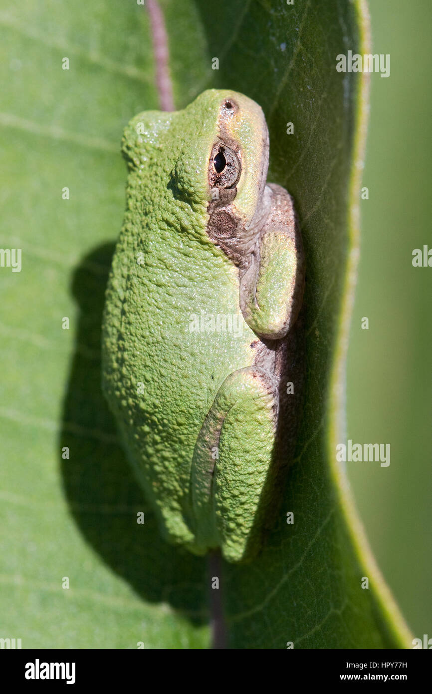 Eastern gray tree frog hi-res stock photography and images - Alamy