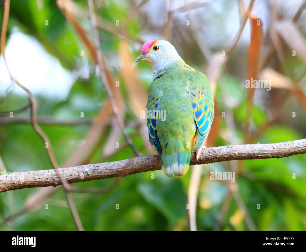 Rose-crowned fruit dove (Ptilinopus regina) in Darwin,Australia Stock ...