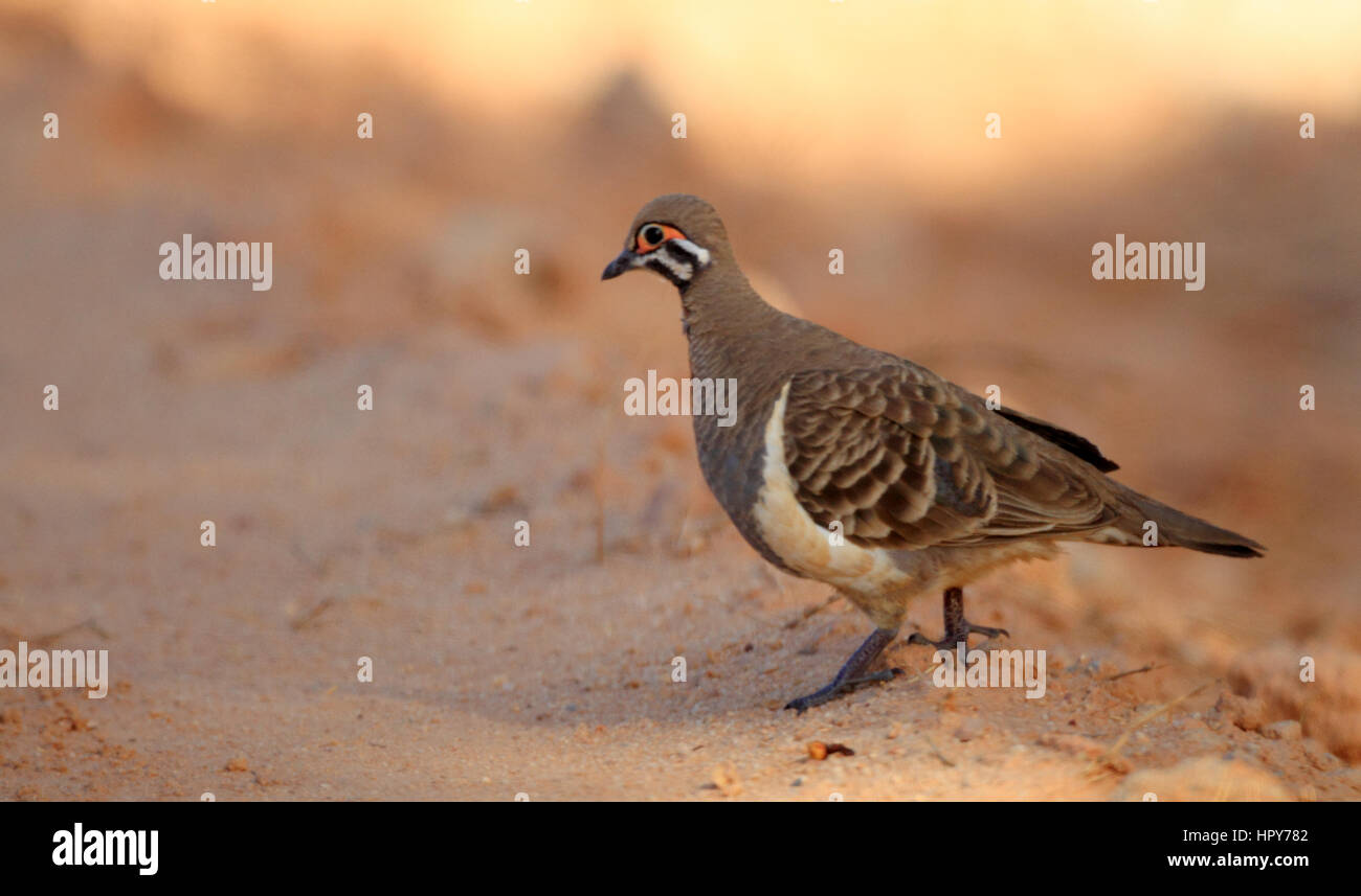 Squatter Pigeon (Geophaps scripta) in Queensland, Australia Stock Photo ...