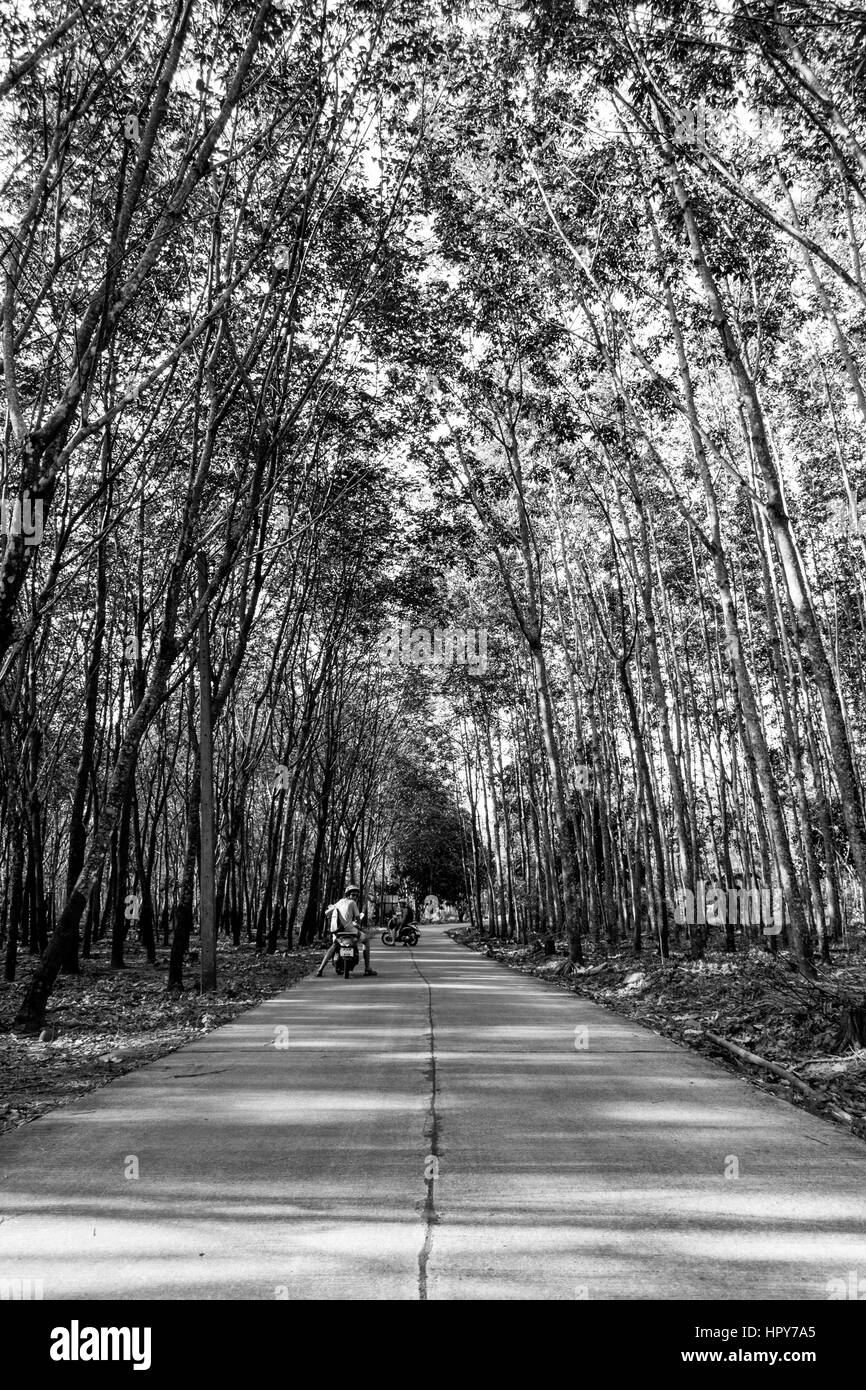 Treeline trees Black and White Stock Photos & Images - Alamy