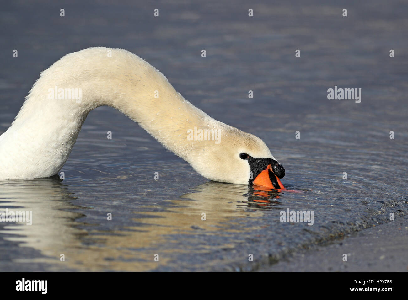 Swan neck hi-res stock photography and images - Alamy