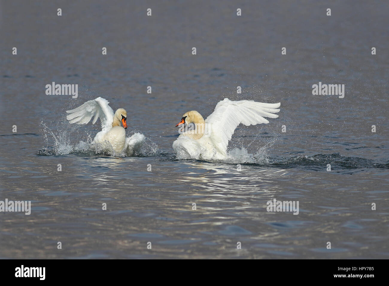 Aggressive during mating season hi-res stock photography and images - Alamy
