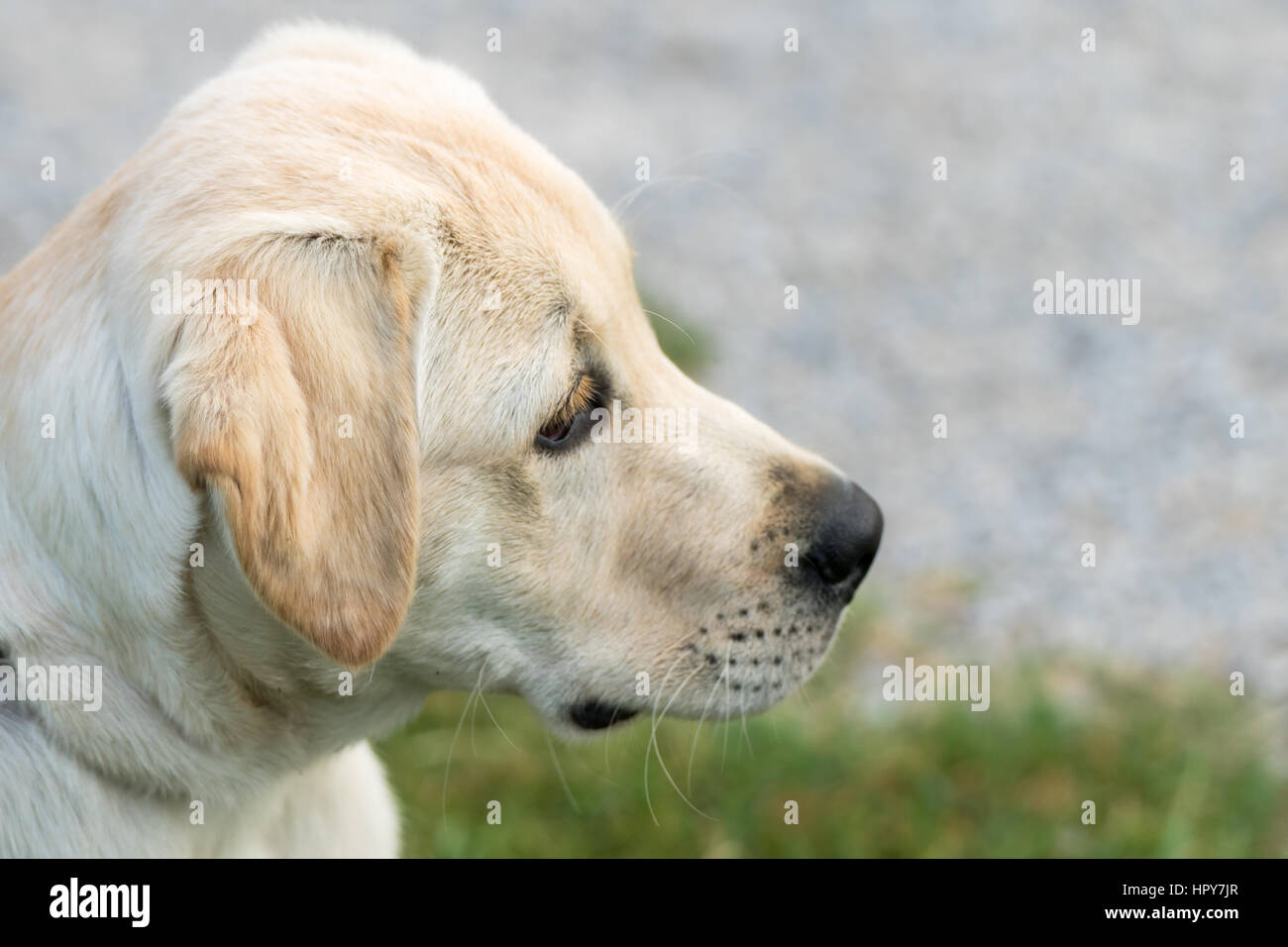 Black white image boy head hi-res stock photography and images - Alamy