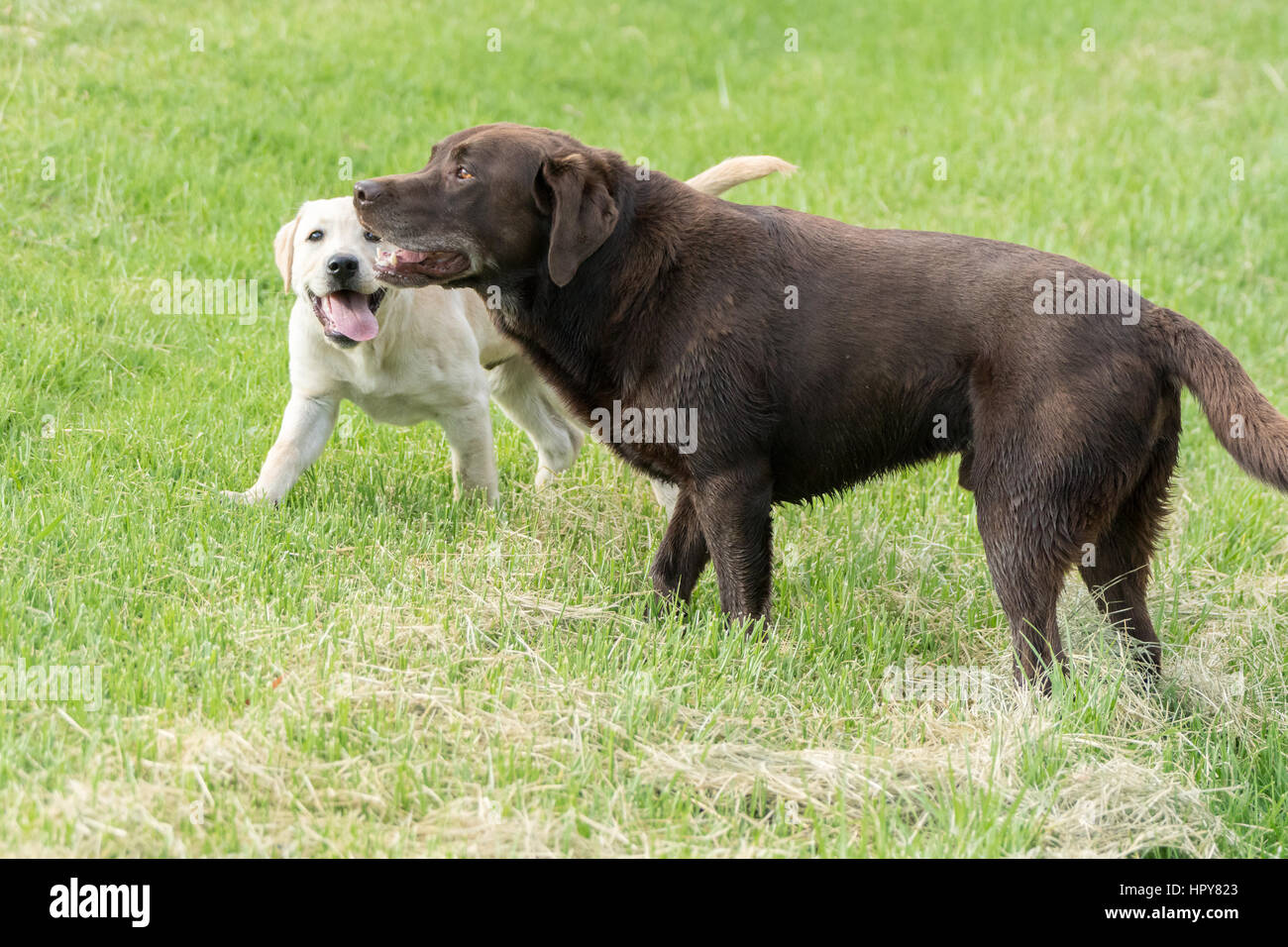 Two Labrador Retrievers play in a green field of grass Stock Photo - Alamy
