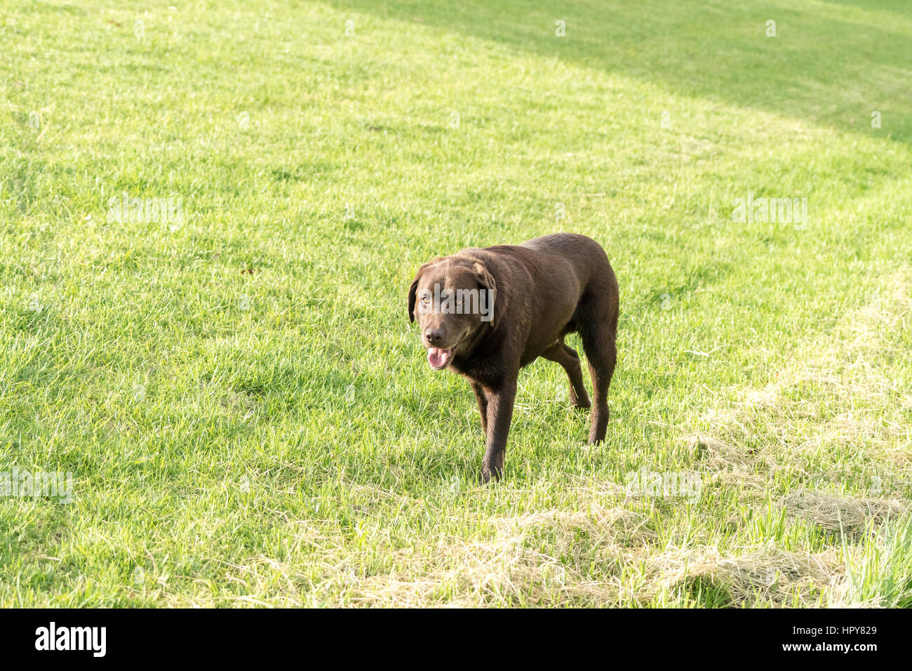 One adult chocolate Labrador Retriever walks alone in a park with green ...