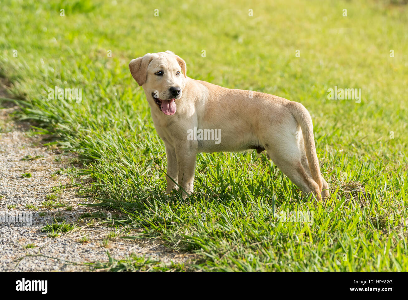 One yellow Labrador retriever puppy stands in a park, looking behind ...