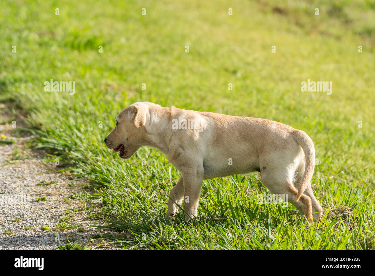 A Labrador puppy is caught half way through yawning after a big day ...