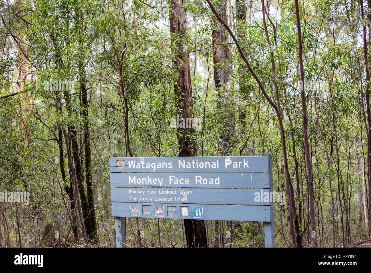 Watagans National Park in the central coast region of New south wales ...