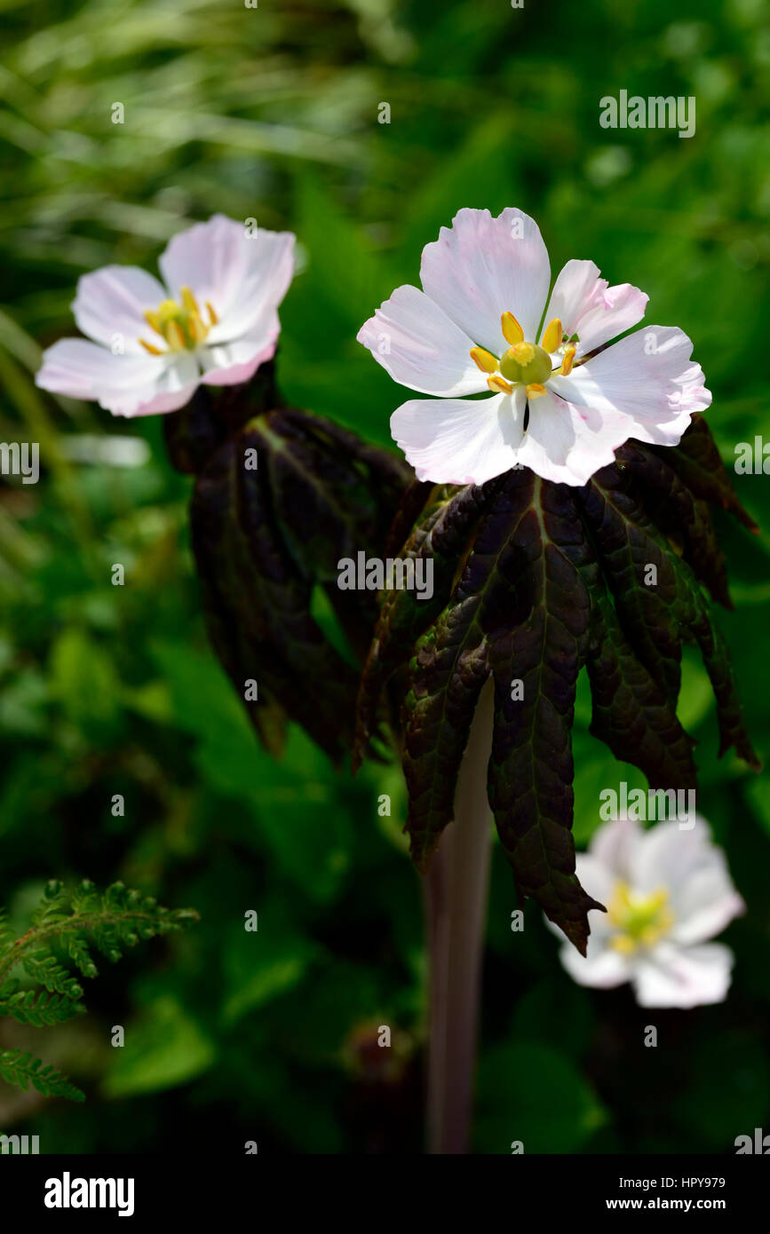 Podophyllum Hexandrum