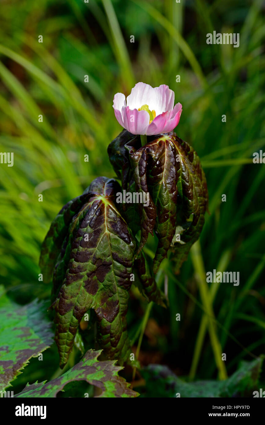 Podophyllum hexandrum, Himalayan May apple, Sinopodophyllum, flower ...
