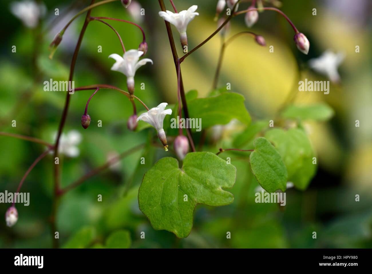 American barrenwort hi-res stock photography and images - Alamy